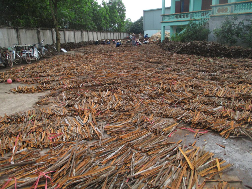 Split cassia- natural color after drying - hosonimex